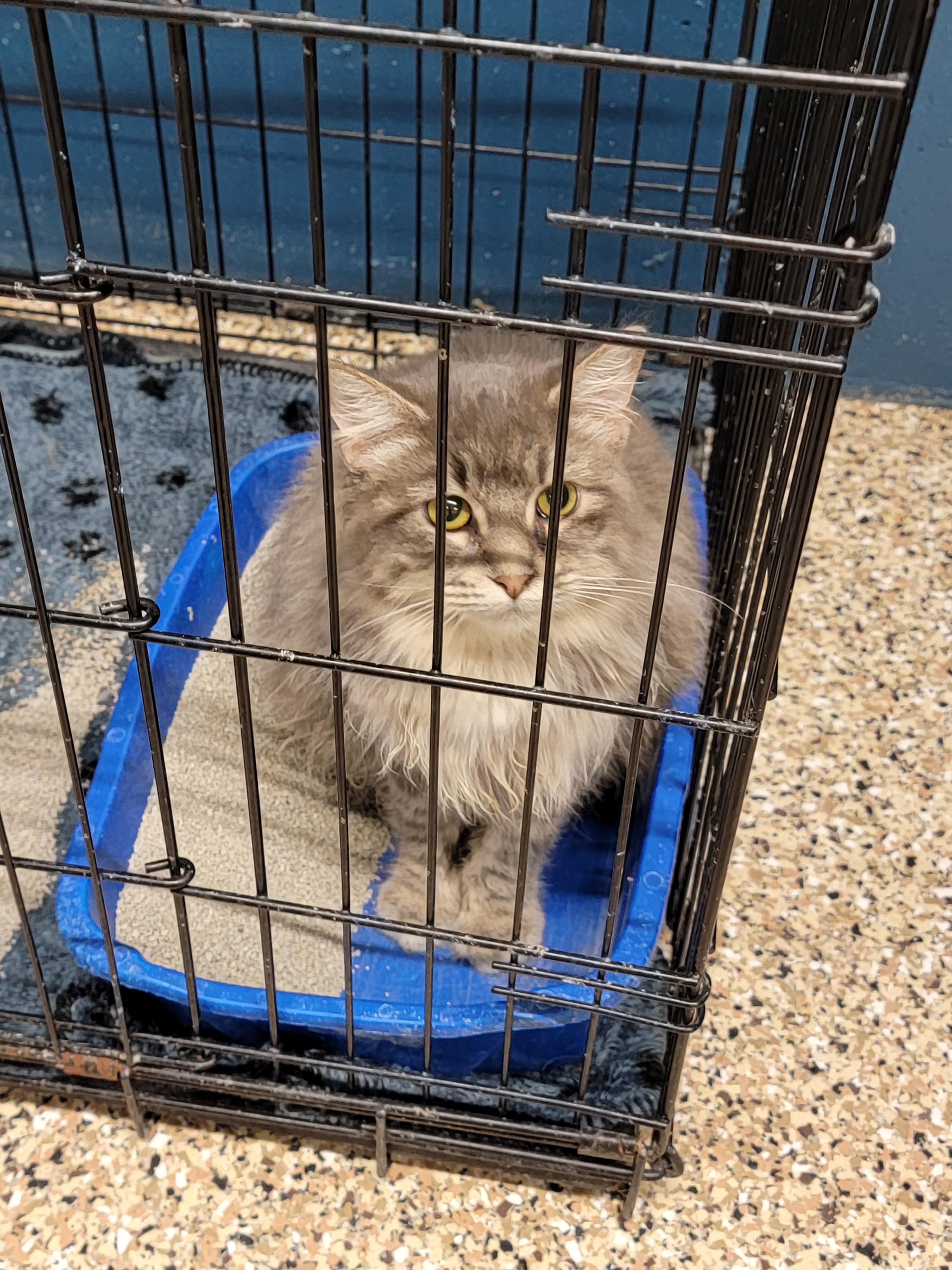 Adelaide| The Cattery