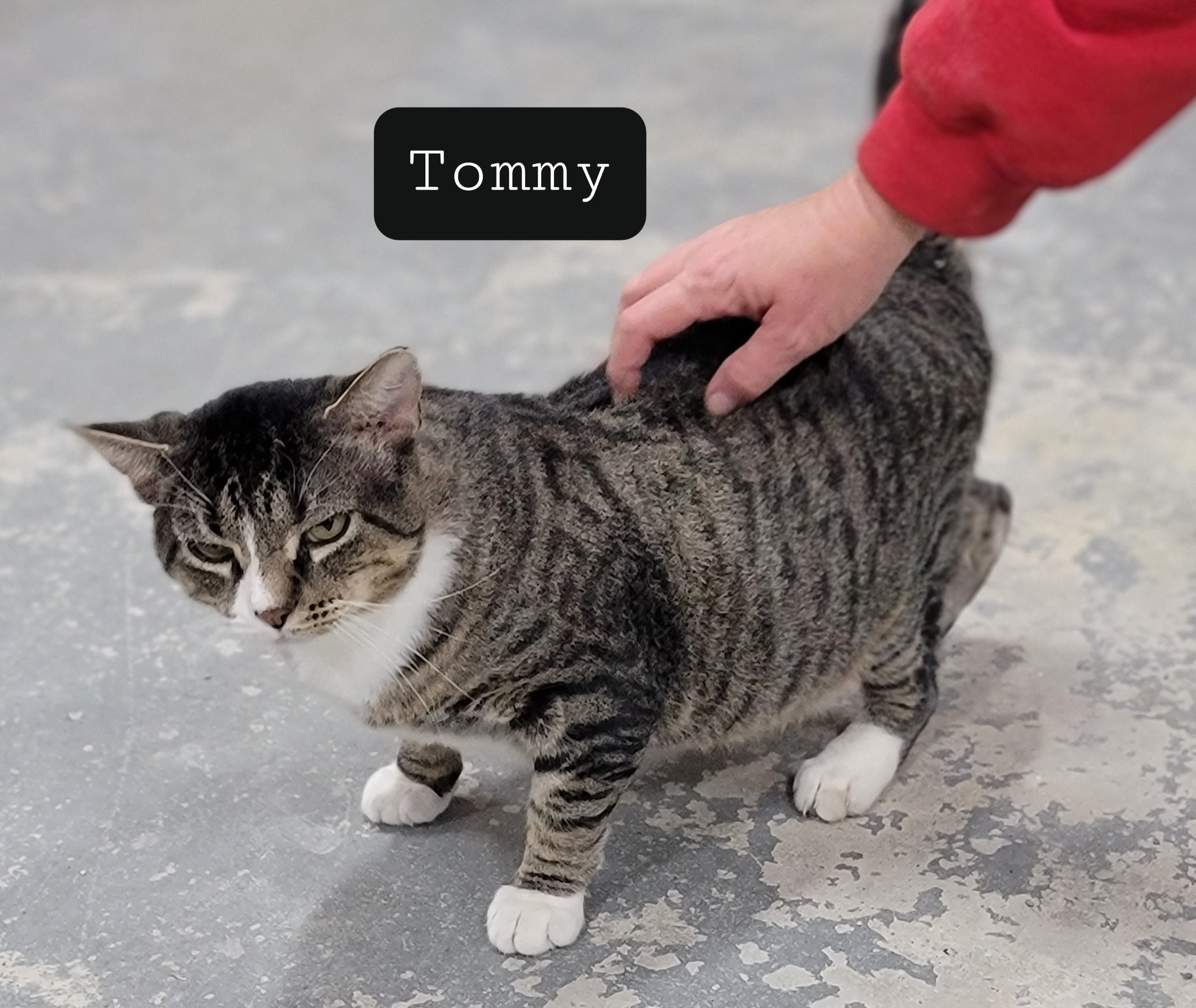 Tommy| Beams Corner