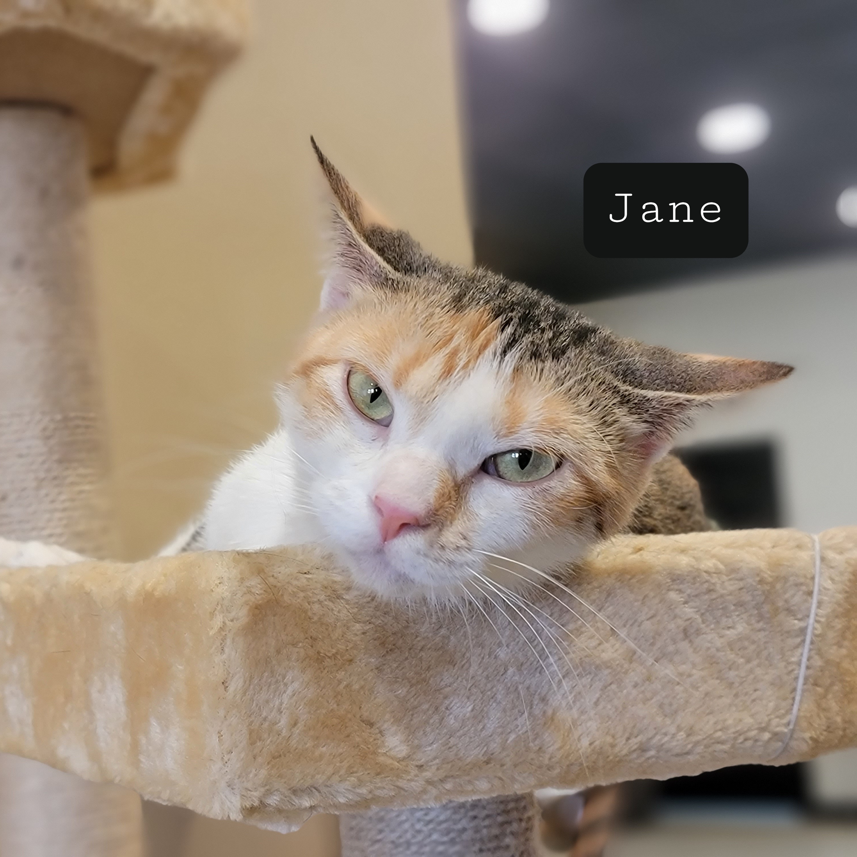 Jane 2.0| Beams Corner