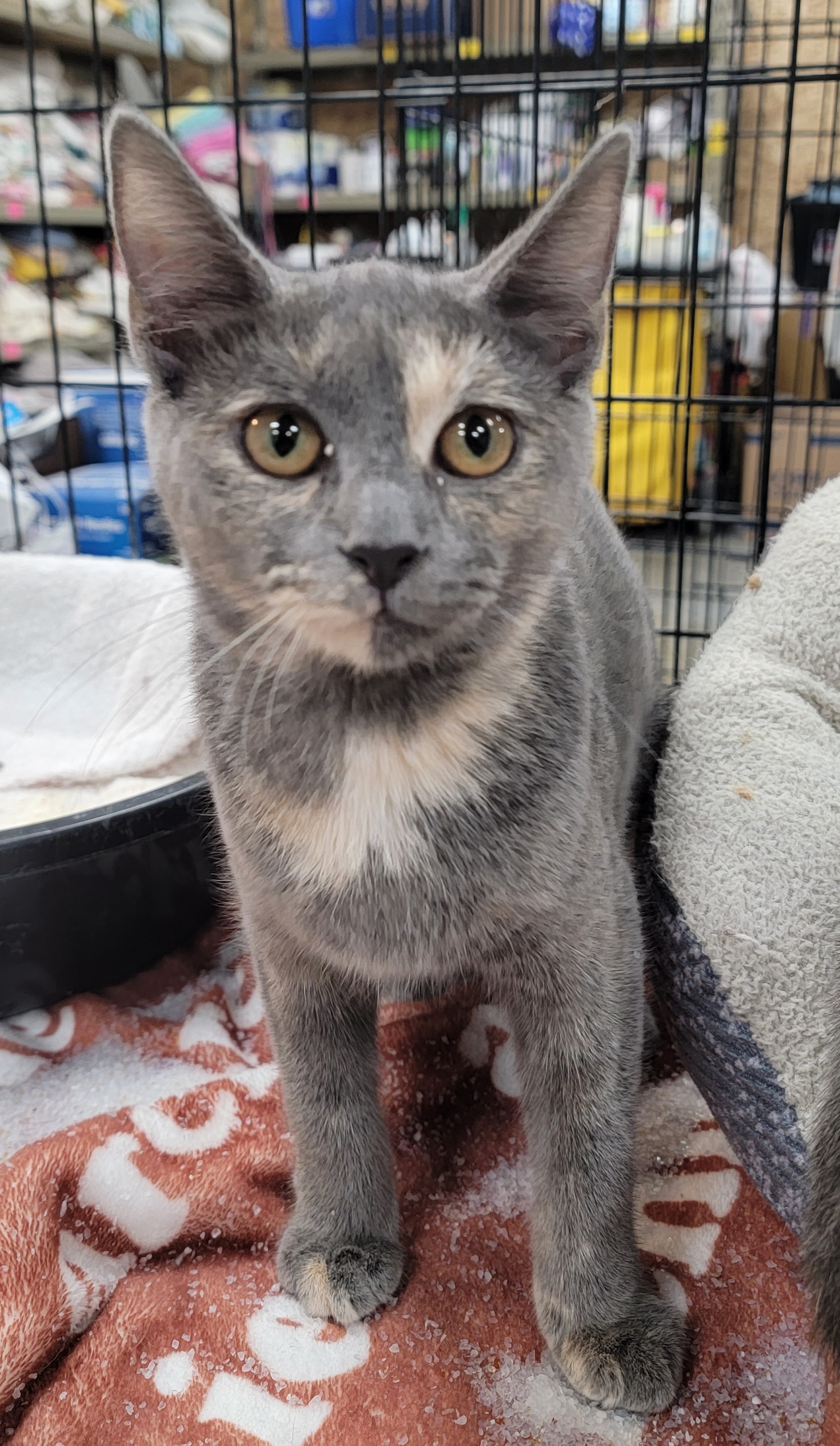 Lemon Pepper| Beams Corner