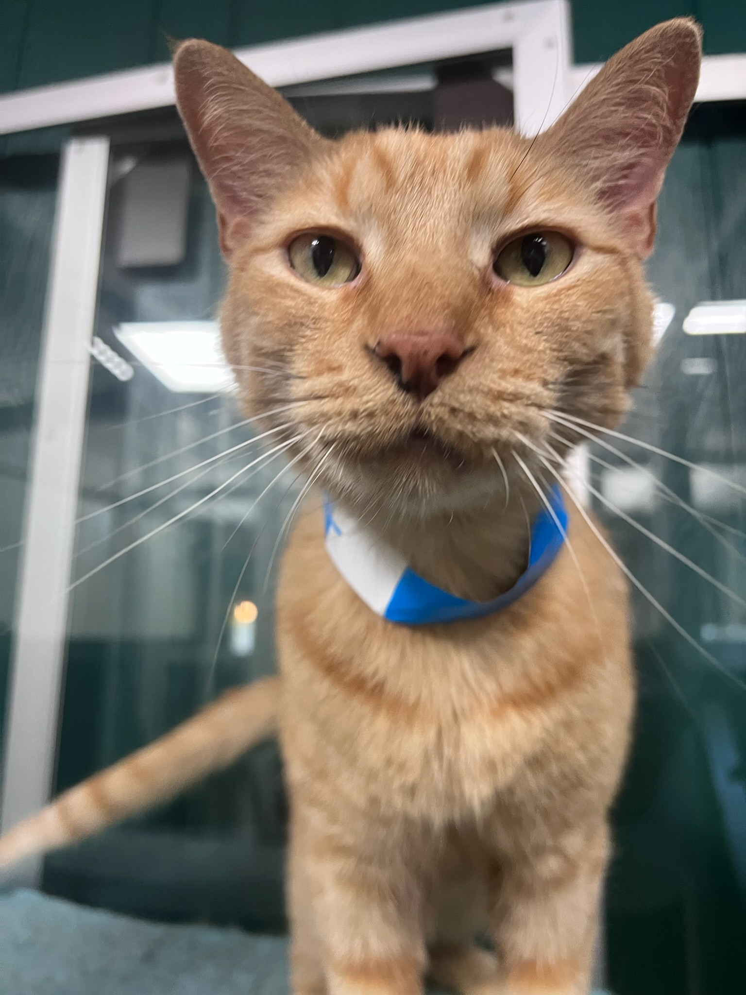 Boomer| The Cattery