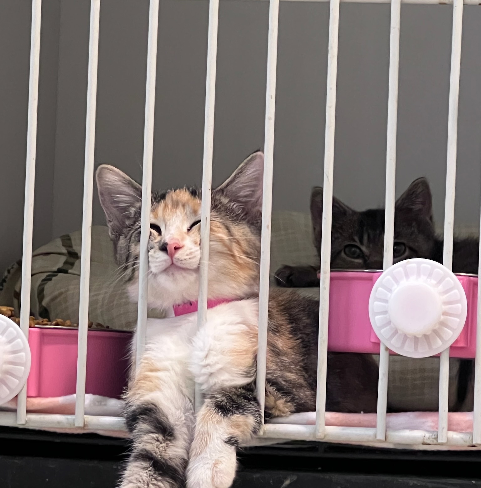 Squish| Beams Corner