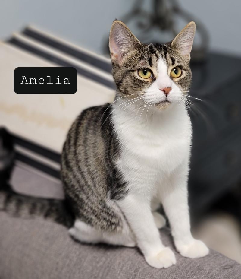 Amelia| The Cattery