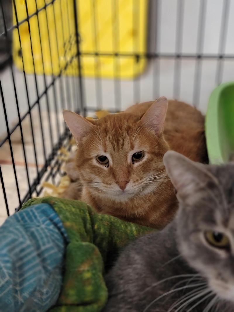 Poptart| Beams Corner