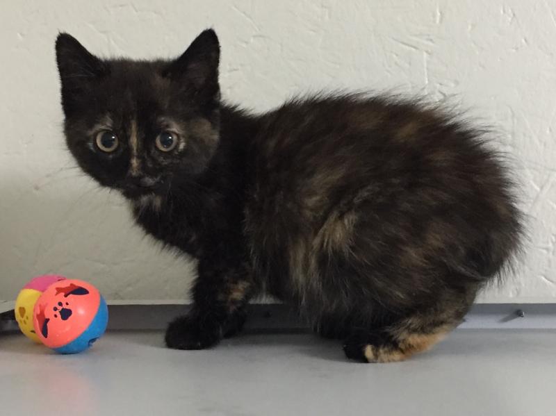 Tootsie| The Cattery