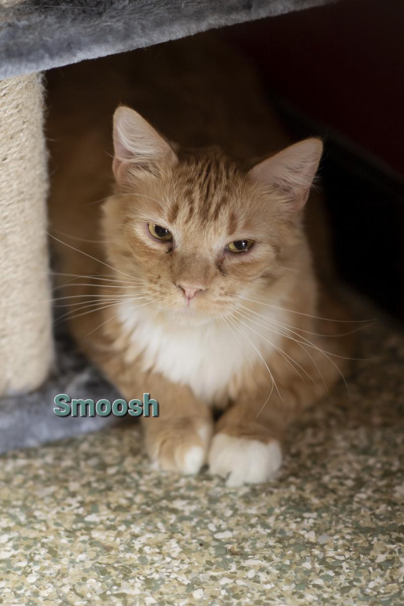 Smoosh| Beams Corner