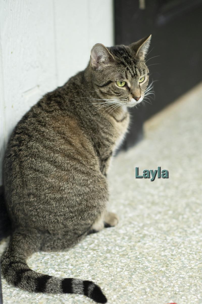 Layla| The Cattery