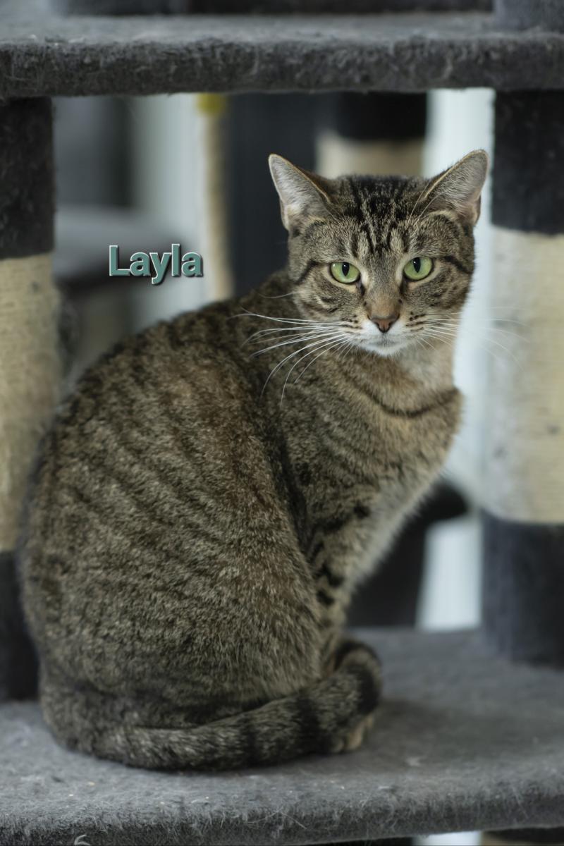 Layla| The Cattery