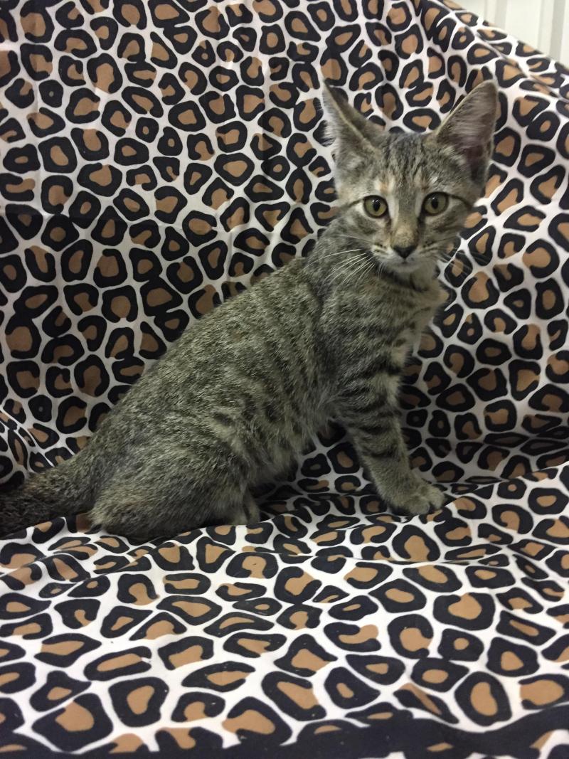 Skylar| The Cattery