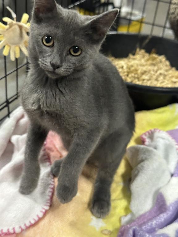 Bluebell| Beams Corner