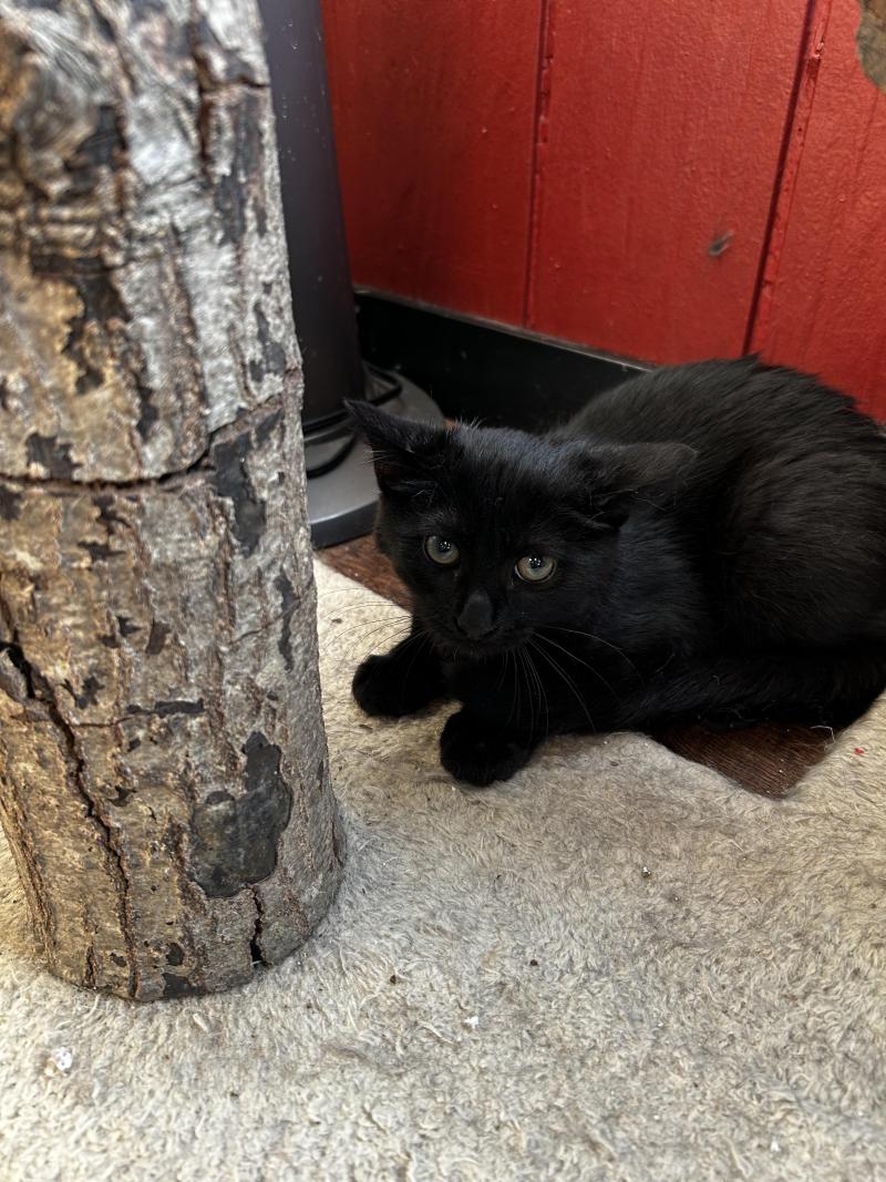 Chachi| The Cattery